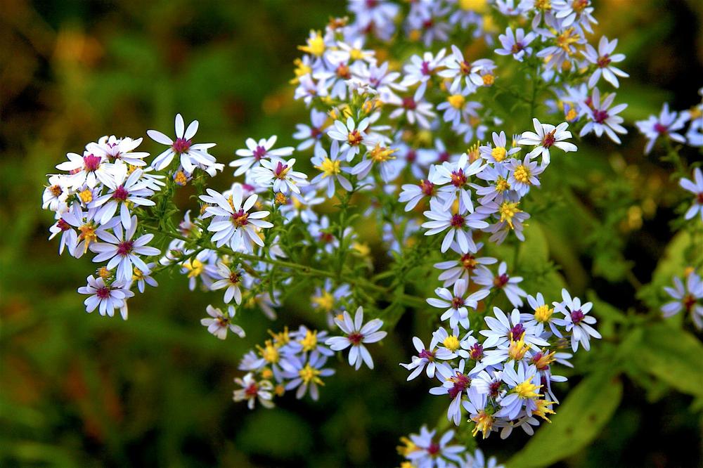 Broad-leaved Aster (Symphyotrichum urophyllum) in the Asters Database ...
