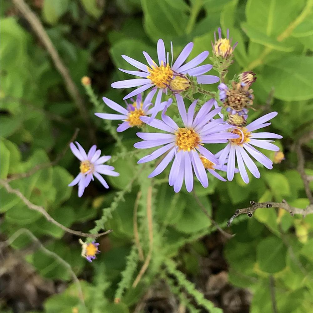 Photo of the bloom of Walter's Aster (Symphyotrichum walteri) posted by ...
