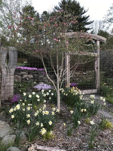 design conundrum, ground cover idea needed in the Ask a Question forum ...