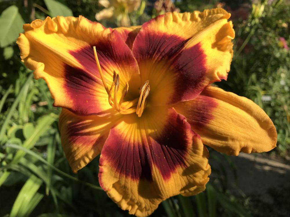 Photo of the bloom of Daylily (Hemerocallis 'Serengeti Sunset') posted ...