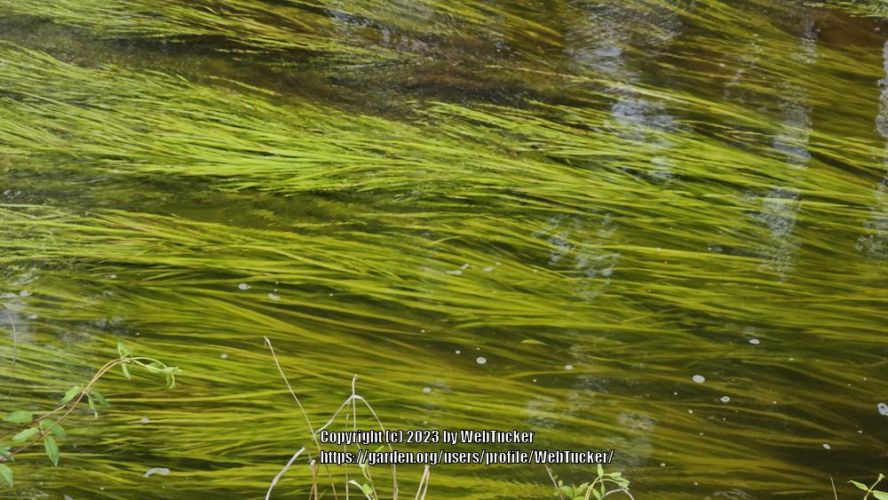 Photo of the entire plant of Eel Grass (Vallisneria americana) posted ...