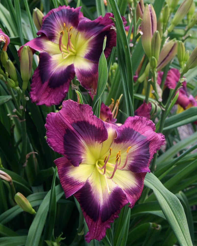 Photo of the bloom of Daylily (Hemerocallis 'Southern Shiner') posted ...