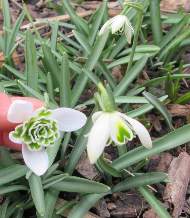 Photo of the entire plant of Double Common Snowdrop (Galanthus nivalis ...