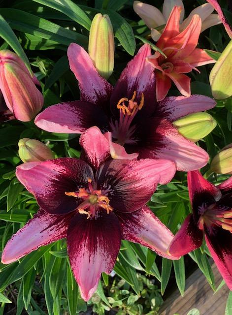 Photo of the bloom of Lily (Lilium 'Century Joy') posted by jkporter ...