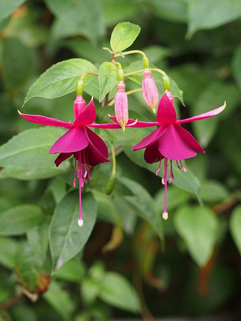 Photo of the bloom of Fuchsia 'Mission Bells' posted by robertduval14 ...