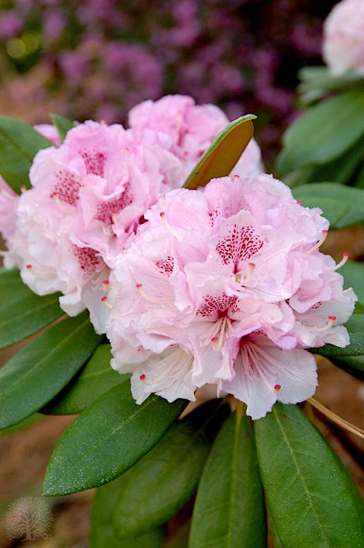 Rhododendron 'Ingrid Mehlquist' in the Rhododendrons Database - Garden.org