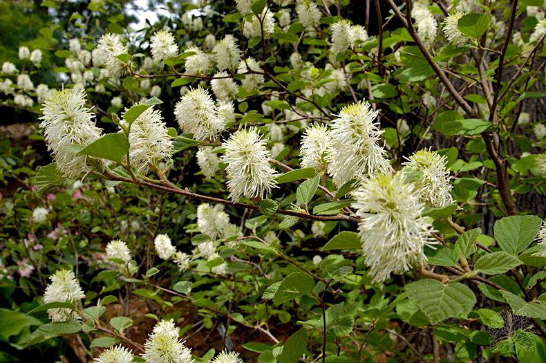 Dwarf Fothergilla (Fothergilla gardenii 'Suzanne') - Garden.org