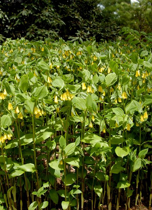 Photo of the entire plant of Yellow Fairy Bells (Disporum uniflorum ...