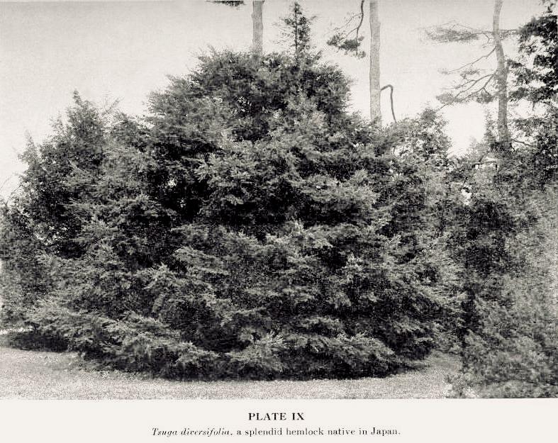 Northern Japanese Hemlock (Tsuga diversifolia) - Garden.org