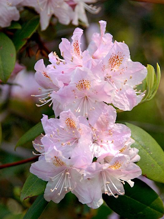 Rhododendron (Rhododendron carolinianum) in the Rhododendrons Database ...