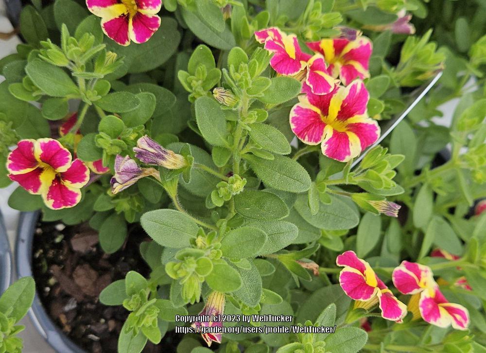 Photo of the entire plant of Calibrachoas (Calibrachoa) posted by ...