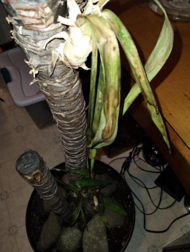 Dying yucca plant in the Ask a Question forum - Garden.org