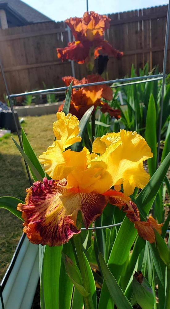 Photo of the bloom of Tall Bearded Iris (Iris 'Rocket Fuel') posted by ...