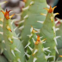 Photo of the thorns, spines, prickles or teeth of Krimpvarkie (Aloe ...