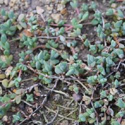 Beads Lampranthus (Braunsia maximiliani) - Garden.org