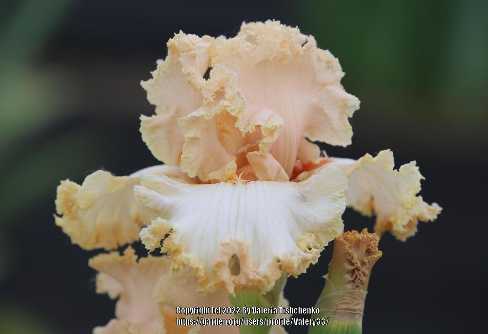 Photo of the bloom of Tall Bearded Iris (Iris 'Cappuccino Lace') posted ...