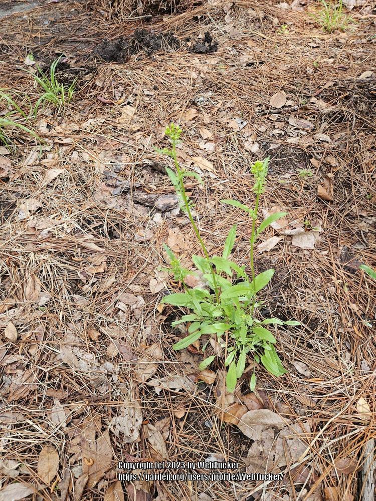 Photo of the entire plant of Appalachian Ragwort (Packera anonyma ...
