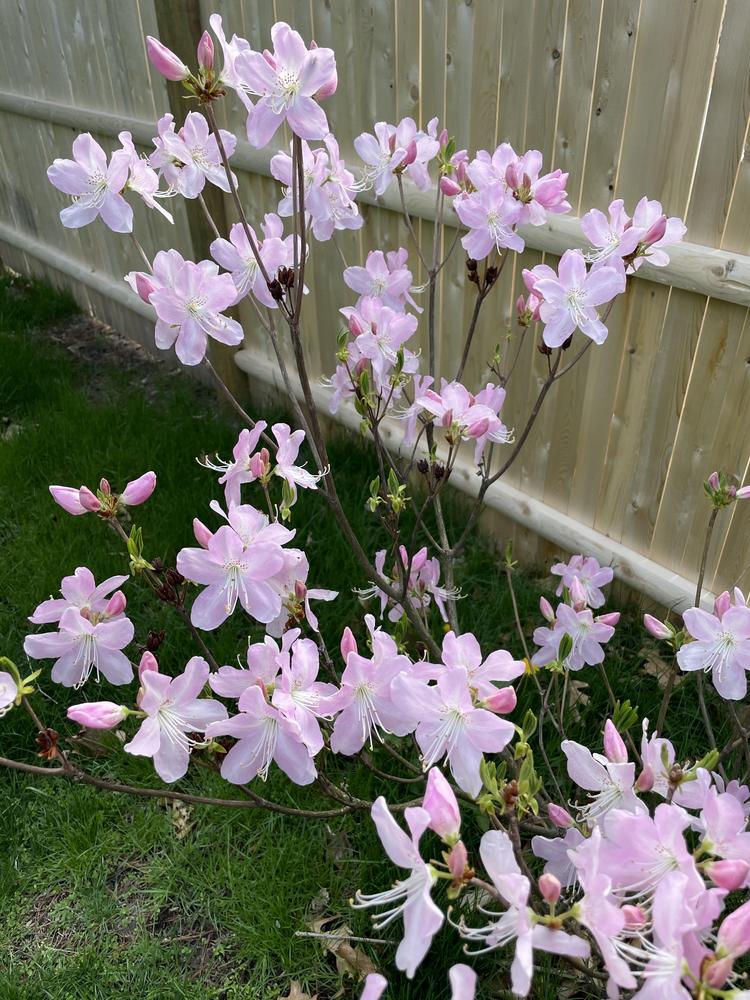 Photo of the entire plant of Pinkshell Azalea (Rhododendron vaseyi ...