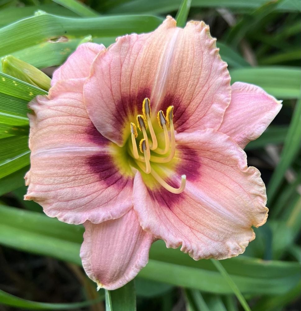 Photo of the bloom of Daylily (Hemerocallis 'Fancy Deal') posted by bxncbx - Garden.org
