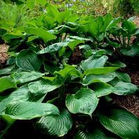 Photo of the entire plant of Hosta 'Lady Isobel Barnett' posted by ...