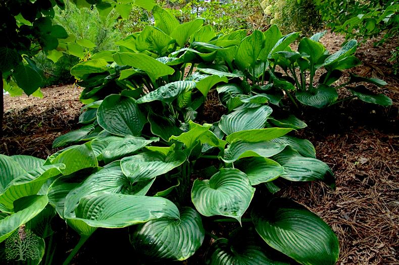 Photo of the entire plant of Hosta 'Lady Isobel Barnett' posted by ...