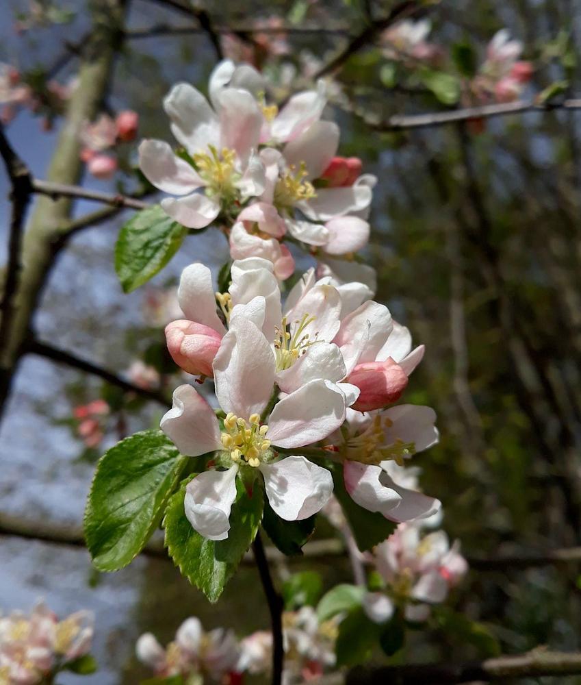 Photo of the bloom of Apple (Malus sylvestris subsp. orientalis) posted ...