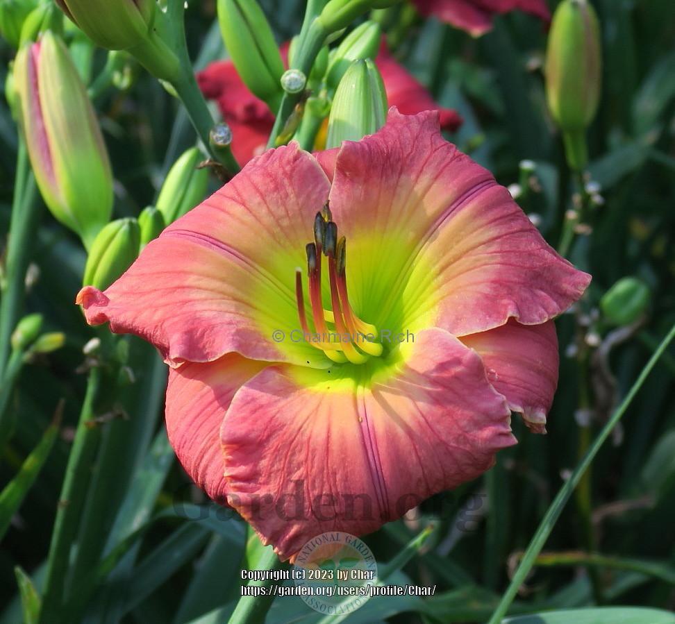 Photo of the bloom of Daylily (Hemerocallis 'Sunset Mesa') posted by ...