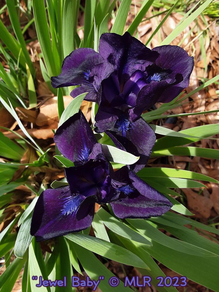 Photo of the bloom of Standard Dwarf Bearded Iris (Iris 'Jewel Baby ...