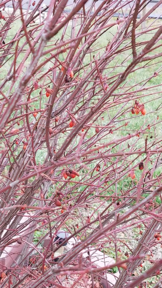 Photo of the stem, scape, stalk or bark of Burning Bush (Euonymus ...
