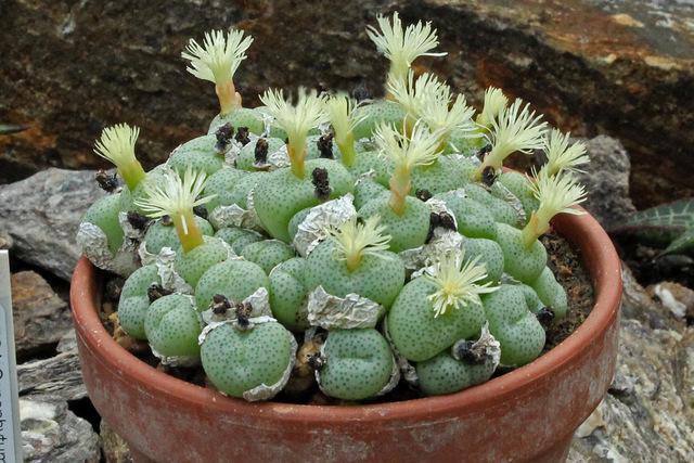 Conophytum truncatum - Garden.org
