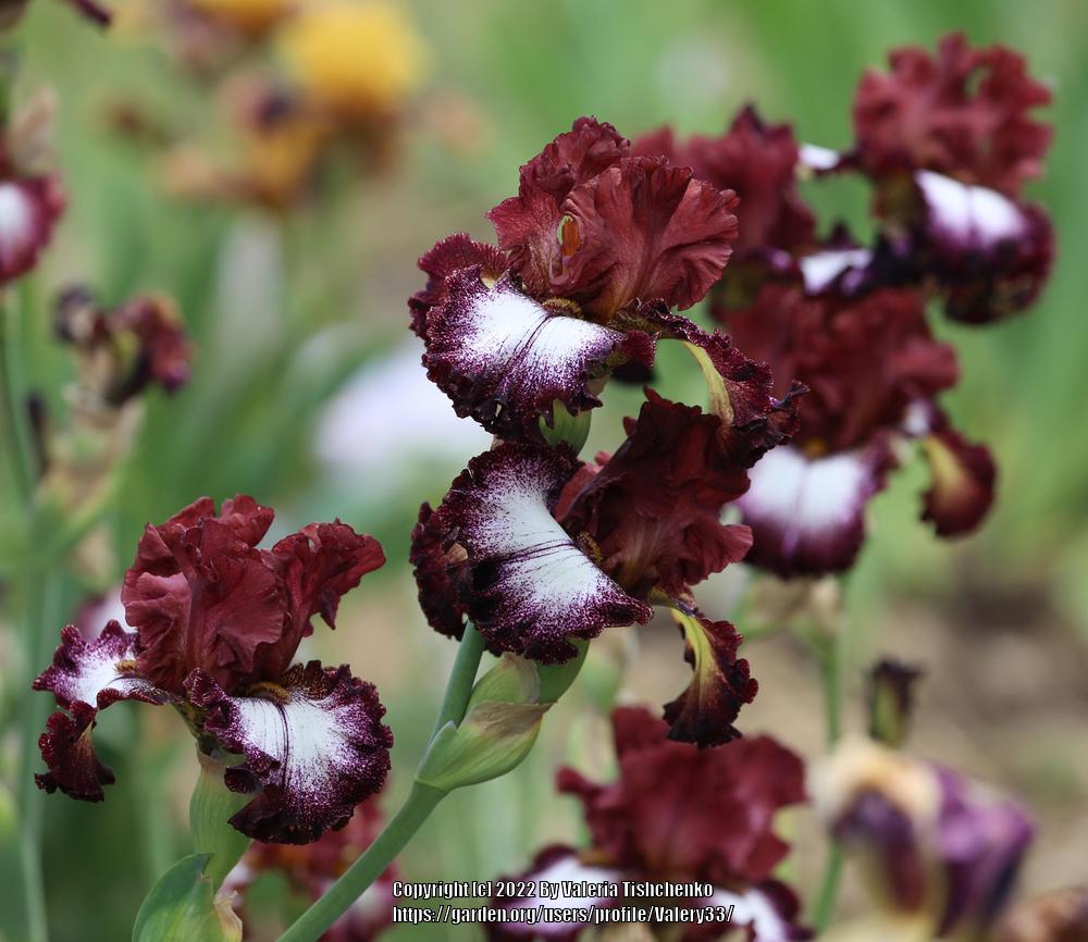 Photo of the bloom of Tall Bearded Iris (Iris 'Huckleberry Sundae ...