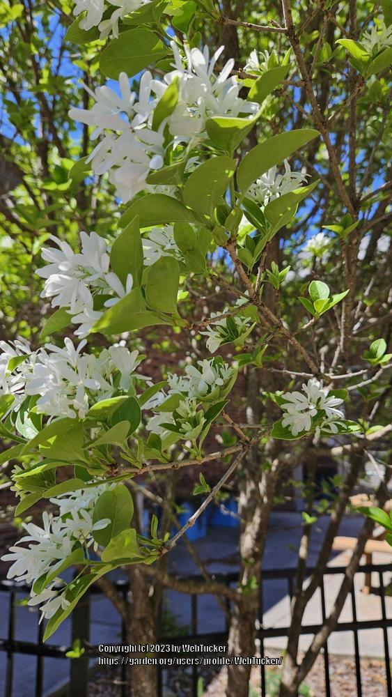 Photo of the bloom of Chinese Fringe Tree (Chionanthus retusus) posted ...