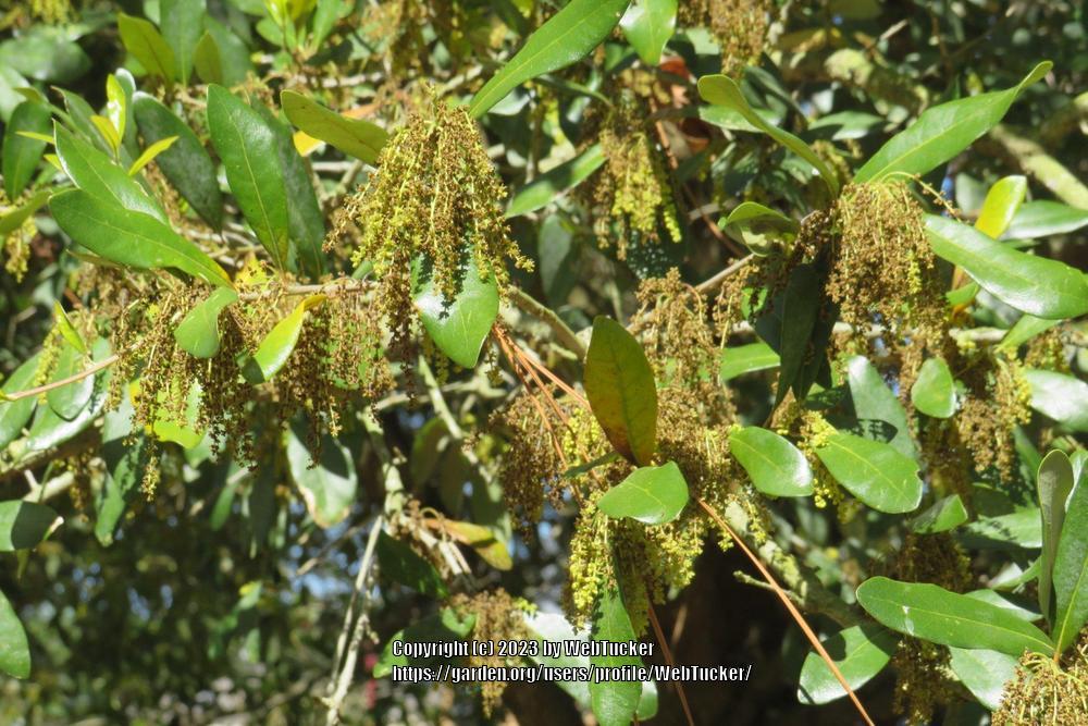 Photo of the bloom of Live Oak (Quercus virginiana) posted by WebTucker ...