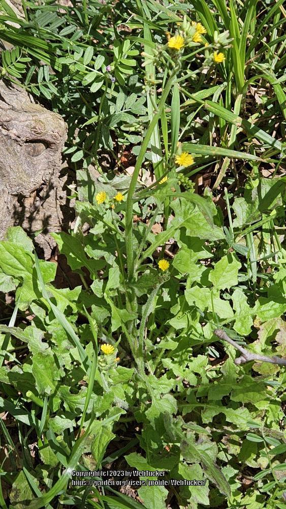 Photo of the entire plant of Smallflower Hawksbeard (Crepis pulchra ...