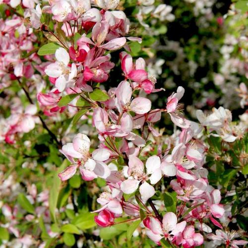 Flowering Crabapple (Malus x floribunda) in the Apples Database ...