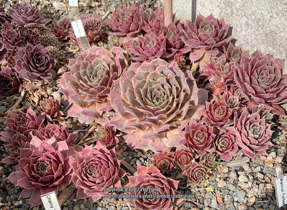 Photo of the entire plant of Hen and Chicks (Sempervivum 'Rita's Rose ...