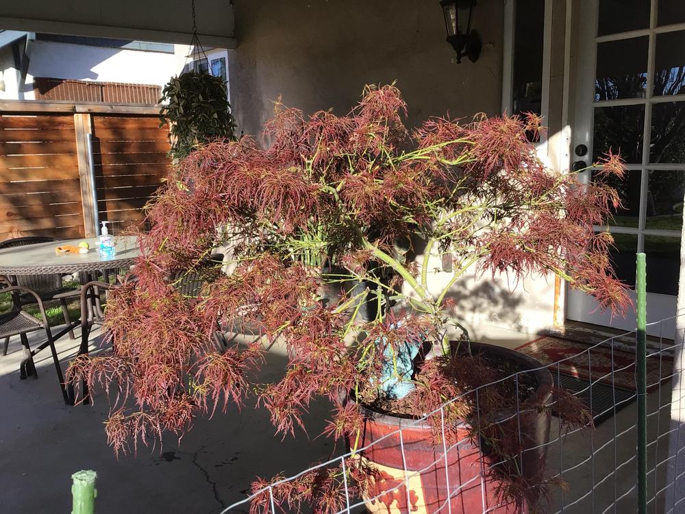 Baby Lace in the Japanese Maples forum - Garden.org