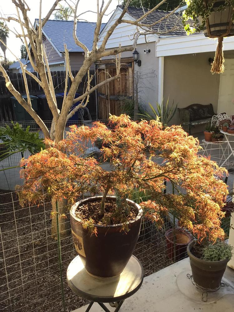 Baby Lace in the Japanese Maples forum - Garden.org
