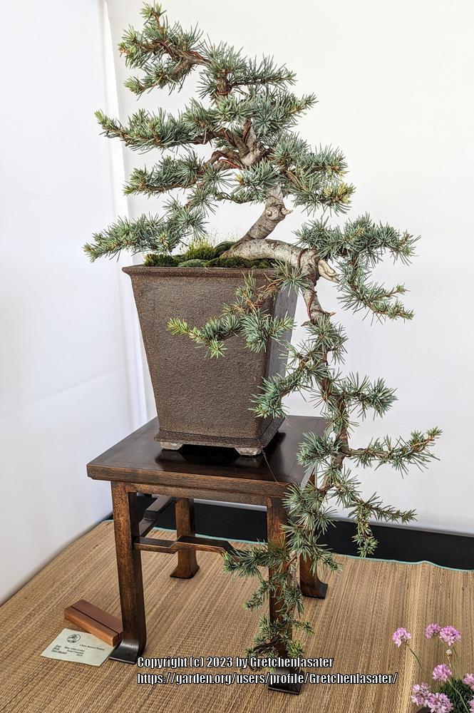 Photo of the entire plant of Blue Atlas Cedar (Cedrus atlantica 'Sahara ...