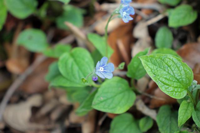 Photo of the bloom of Creeping Forget-Me-Not (Omphalodes verna) posted ...