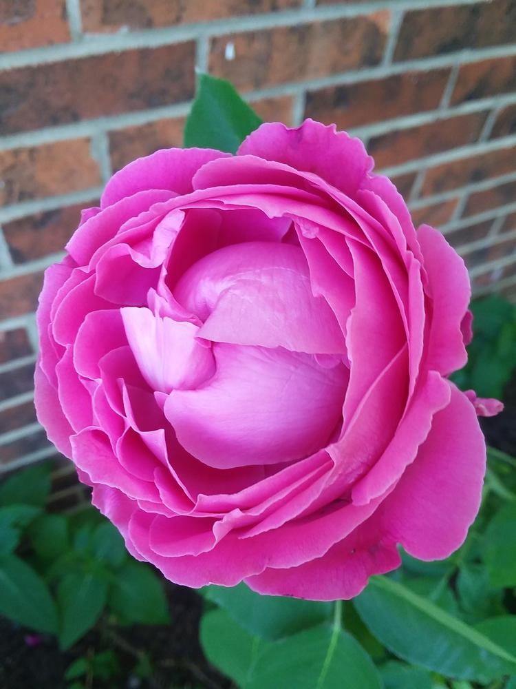 Can you please help to identify my rose? in the Roses forum - Garden.org