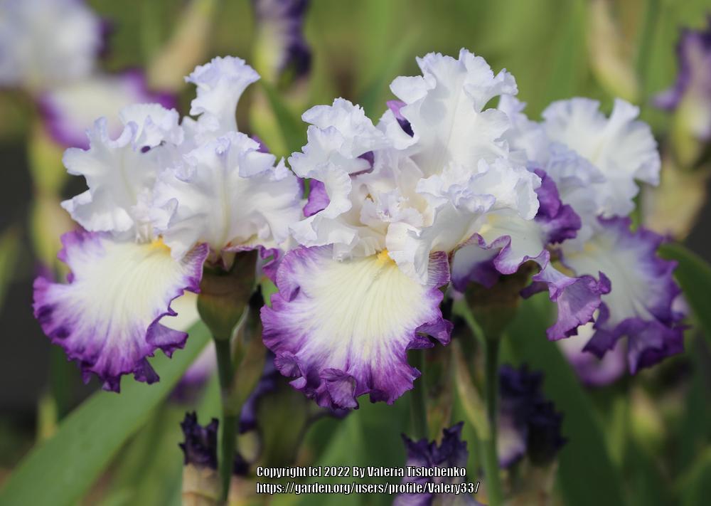 Photo of the bloom of Tall Bearded Iris (Iris 'Center Ice') posted by ...
