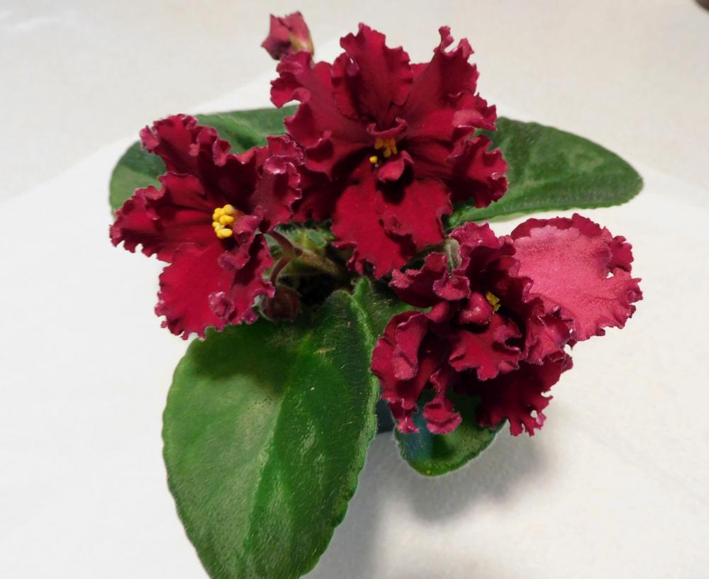 Photo of the entire plant of African Violet (Streptocarpus 'Nortex’s ...