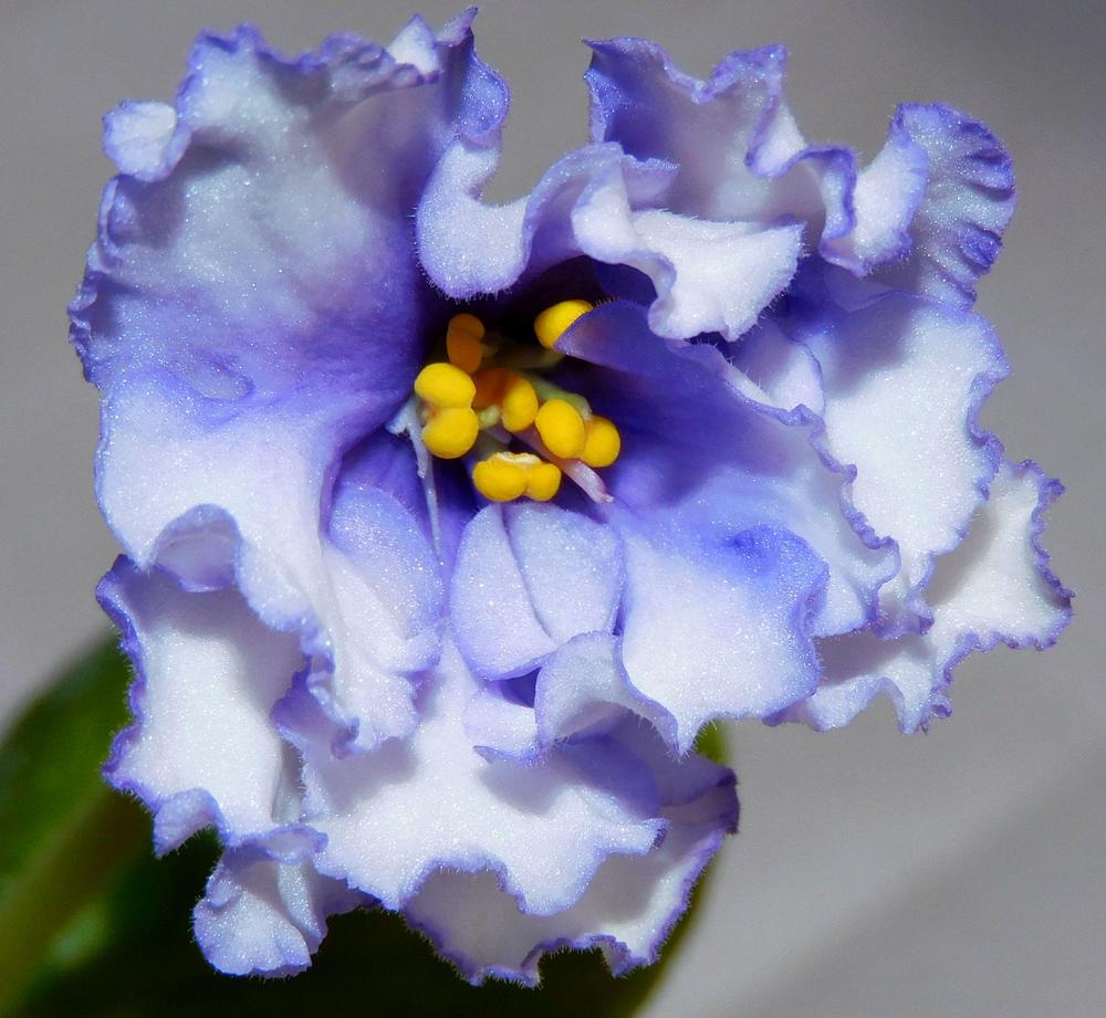 Photo of the bloom of African Violet (Streptocarpus 'Alaskan Frost ...