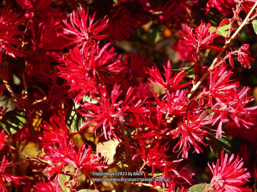 Photo of the bloom of Fringe Flower (Loropetalum chinense Red Diamond ...