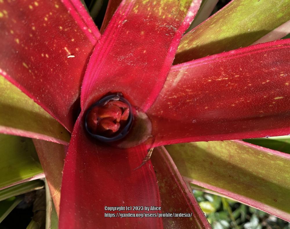 Photo of the closeup of buds, sepals and receptacles of Bromeliad ...