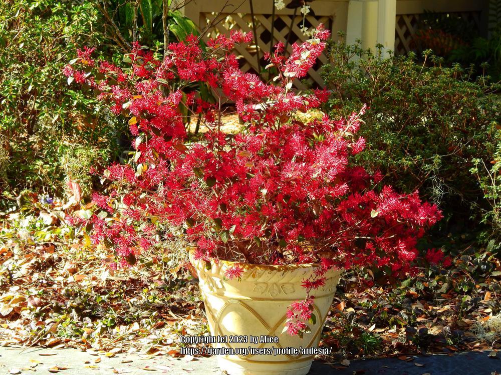 Photo of the entire plant of Fringe Flower (Loropetalum chinense Red ...