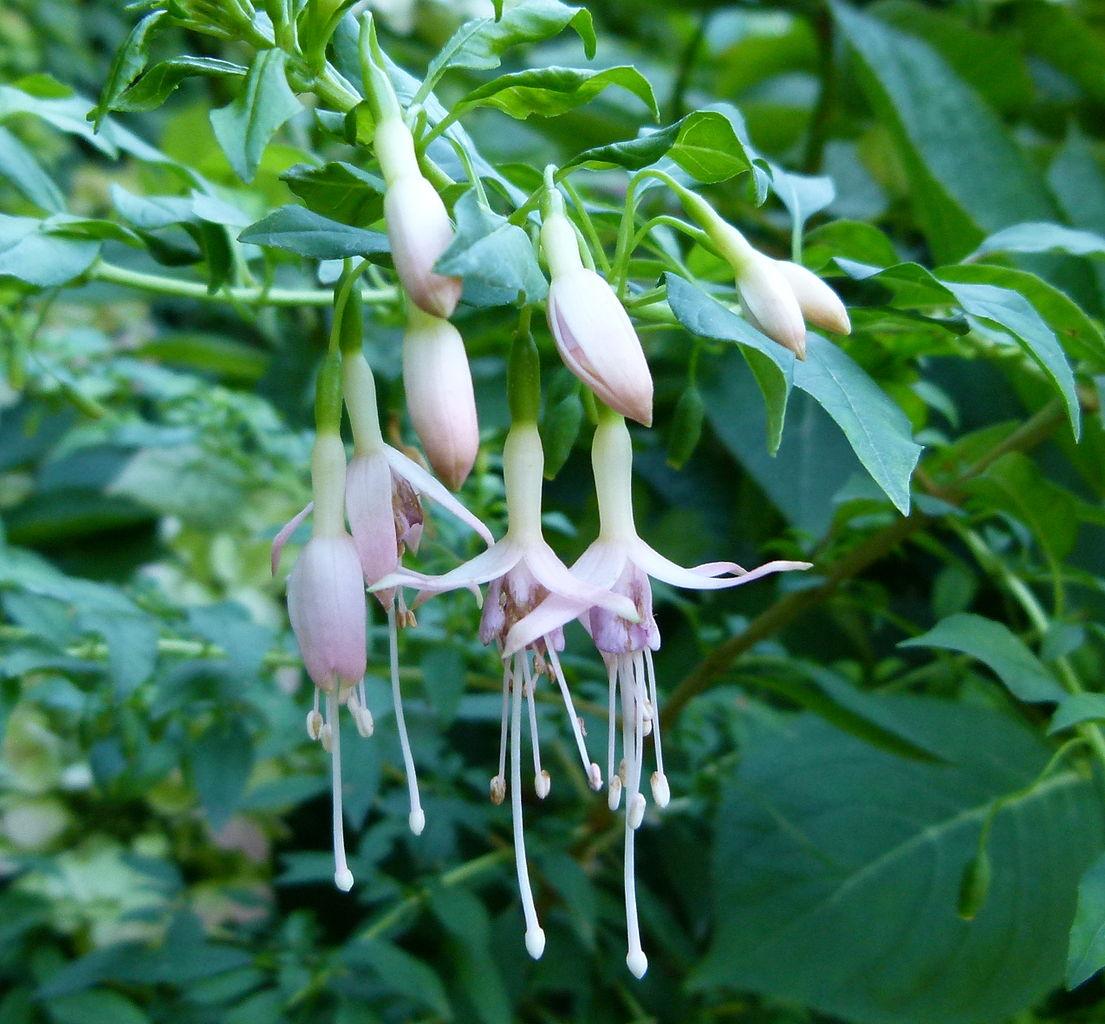 Photo of the bloom of Hardy Fuchsia (Fuchsia magellanica 'Alba') posted ...
