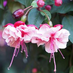 Fuchsia 'R. A. F.' in the Fuchsias Database - Garden.org