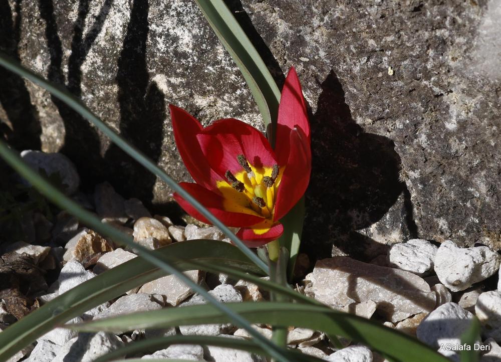 Species Tulip (Tulipa humilis 'Persian Pearl') in the Tulips Database ...